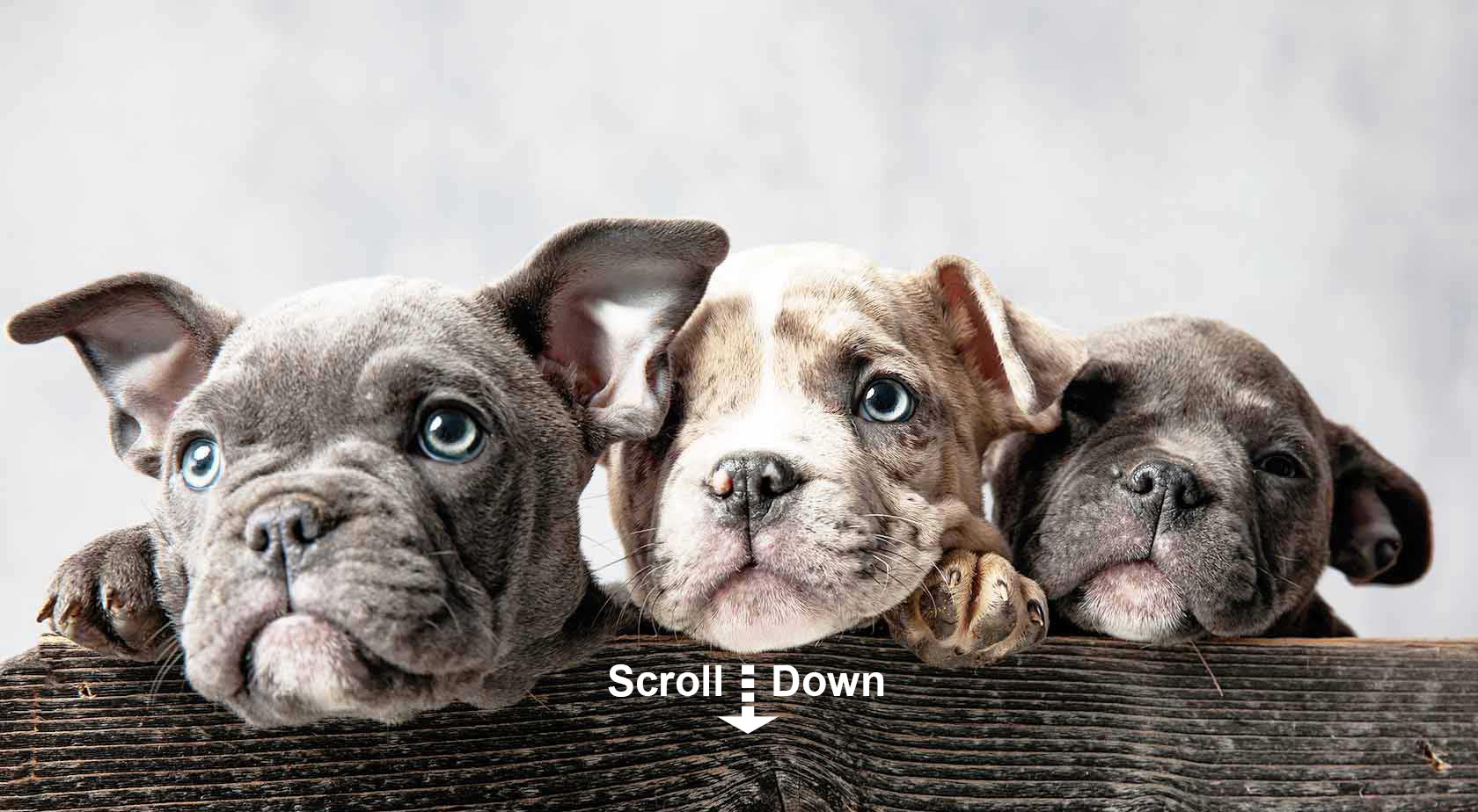 Registro de todas las razas de perros bully, incluidos American Bully ...